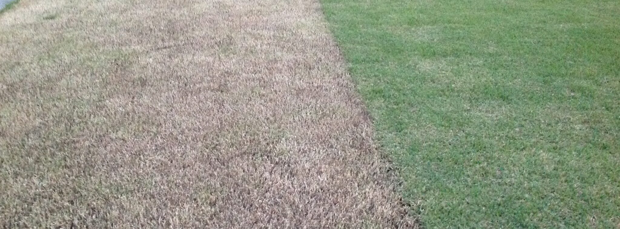 It's Time to Scalp Your Lawn! What is Scalping? - TDI