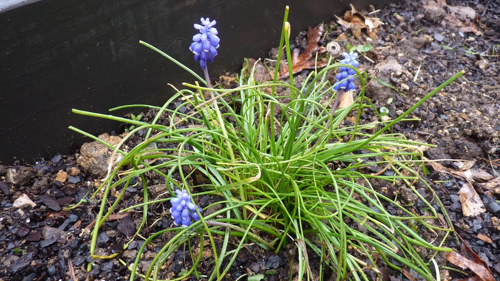 Weed Of The Month - Wild Hyacinth - TDI