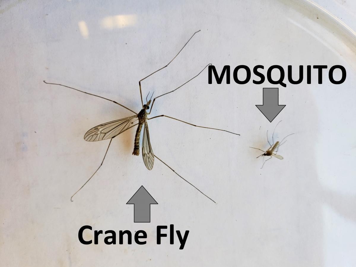 Giant Mosquito? Skeeter Hawk? Crane Fly - TDI
