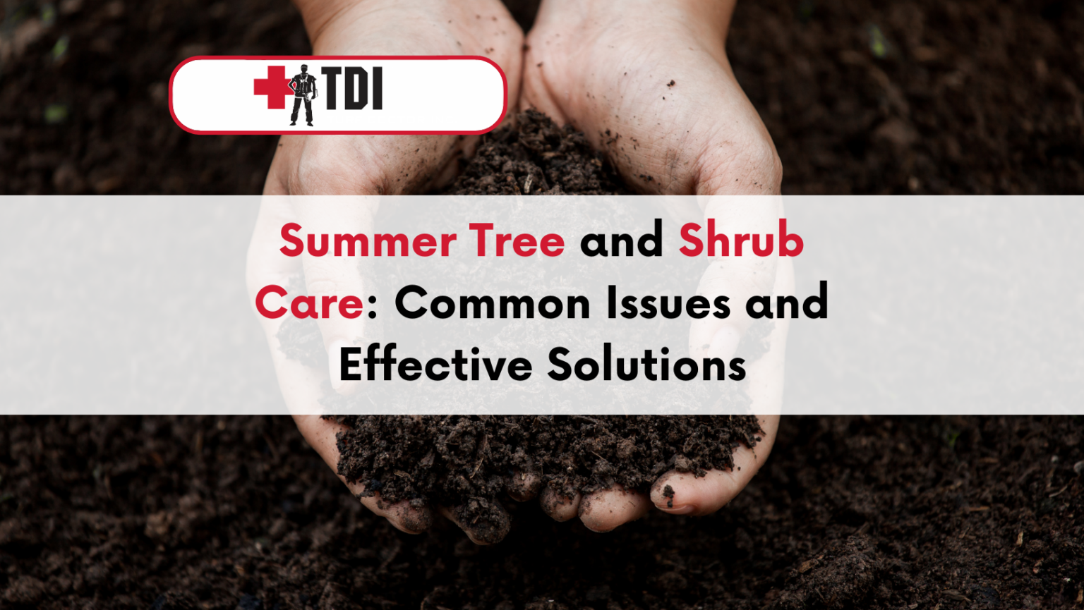 Summer Tree and Shrub Care: Common Issues and Solutions - TDI