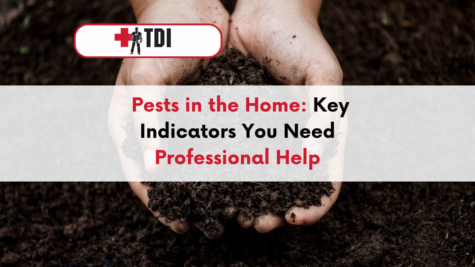 Key Signs You Need Professional Pest Control - TDI