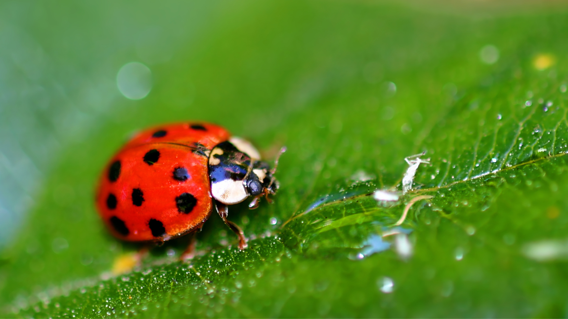 Identify and Manage Turf-Damaging Insects - TDI