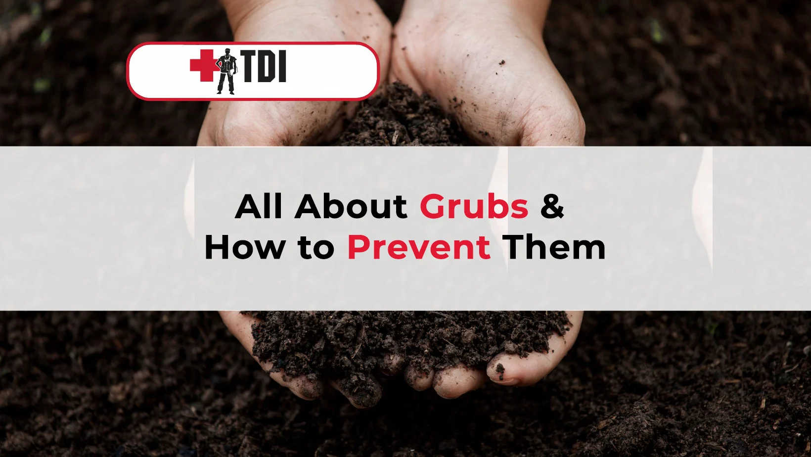 All About Grubs & How to Prevent Them - TDI