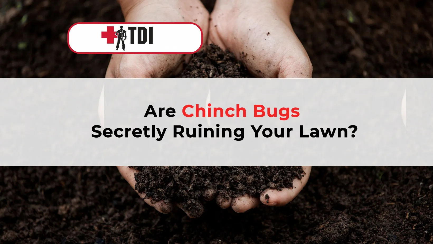 Are Chinch Bugs Secretly Ruining Your Lawn? - TDI