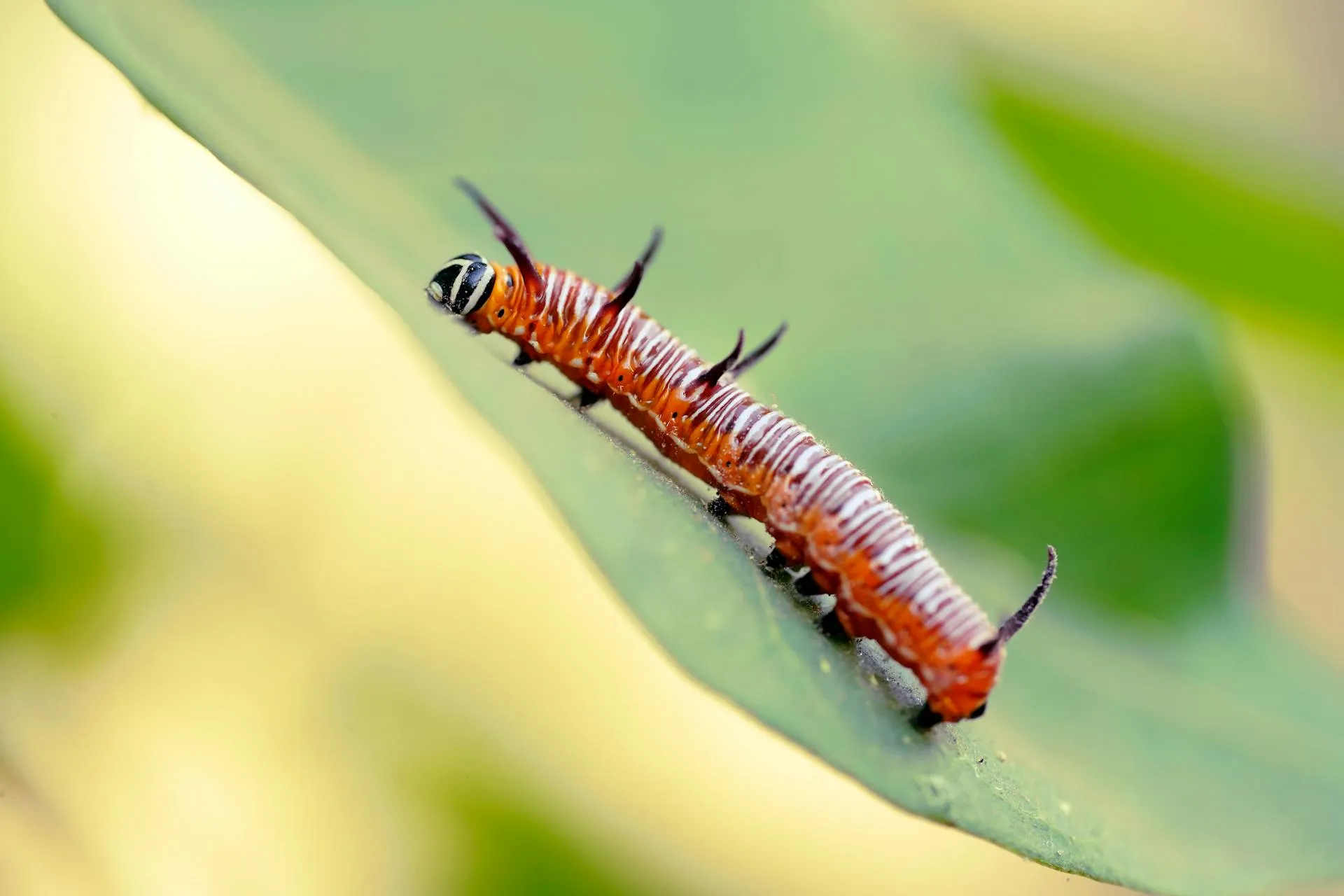 Armyworm Invasion: Spot It, Stop It, Save Your Lawn - TDI